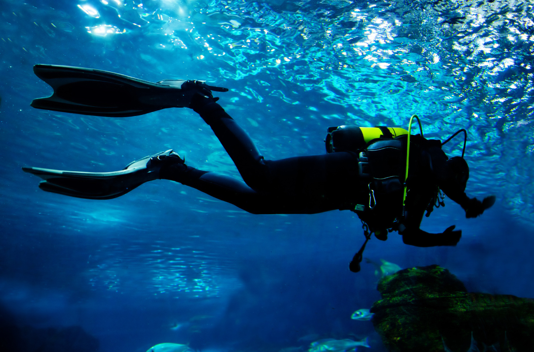 8 Best and Most Amazing Dive Sites in the Bahamas – Therajon