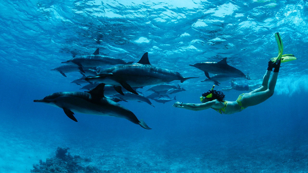 Swim With The Dolphins In Aruba Crystal Clear Waters - Therajon